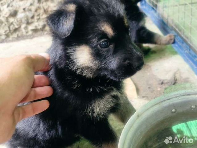 Алиментный щенок немецкой овчарки