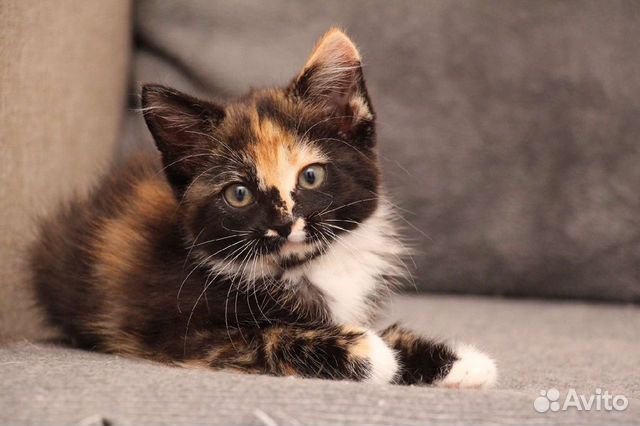 Котеночка Милаша самым лучшим хозяевам