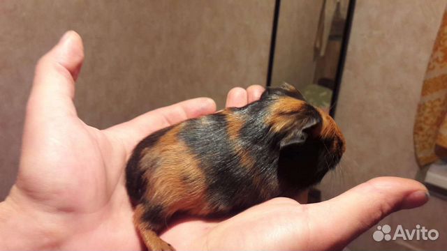 Морские свинки