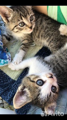 Котята в добрые руки бесплатно