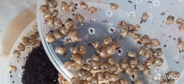 Улитки ахатины улитята