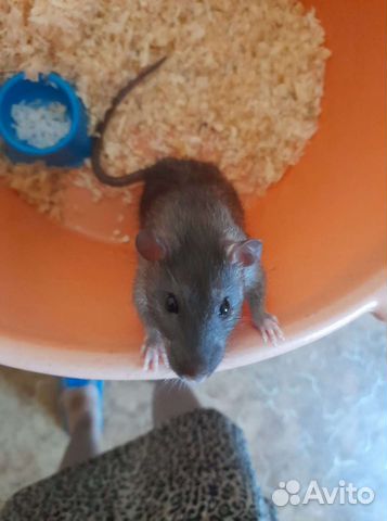 Крыса дамбо