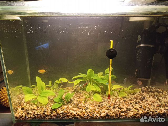 Продам или поменяю растение аквариумное