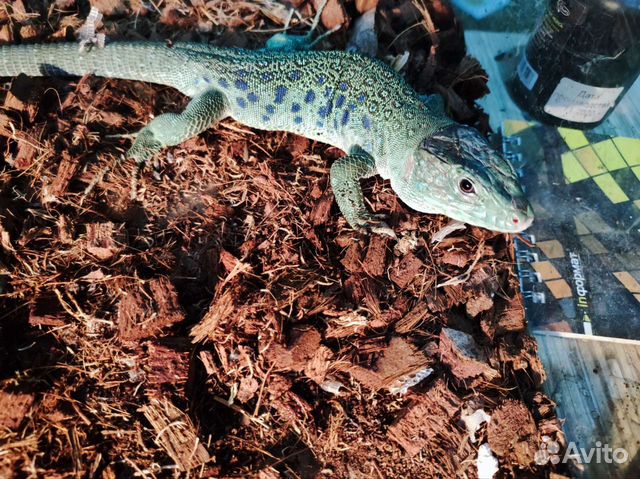 Жемчужная ящерица