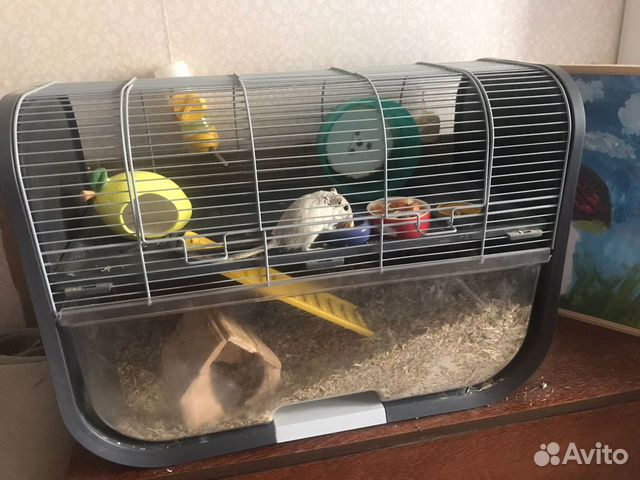 Мышки песчанки