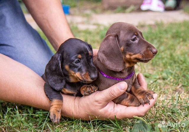 Щенки миниатюрной таксы с геном Пайболд