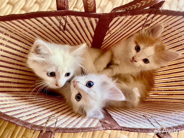 Котята в добрые руки бесплатно