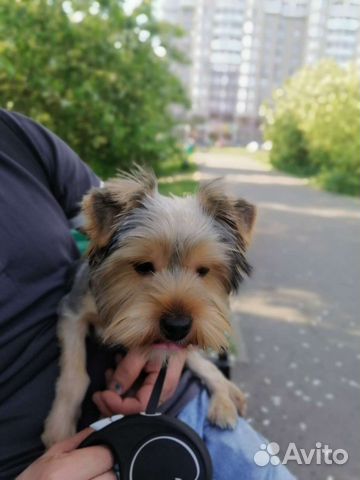 Йоркширский терьер