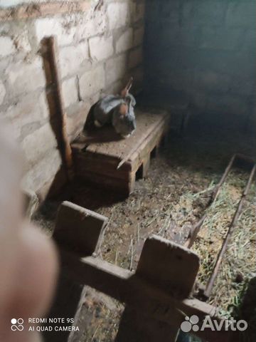 Крольчихи. Крольчата