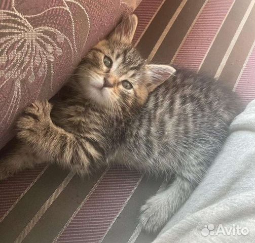 Котенок ищет дом