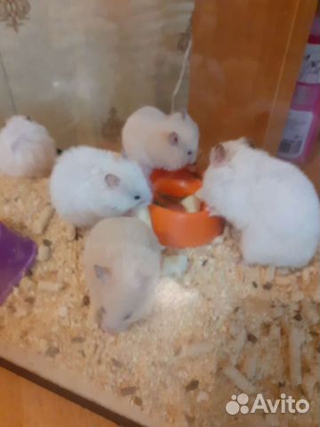 Сирийский хомяк