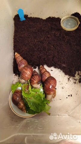 Улитки ахатины большие