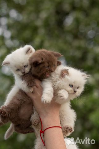 Британские котята короткошерстные