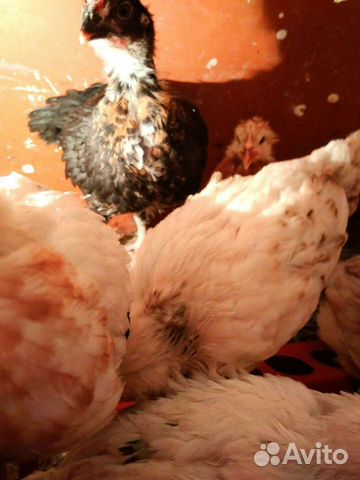 Цыплята месячные от домашних кур разных пород