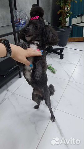 Той-пудель вязка