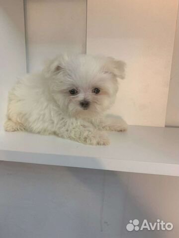 Мальтезе ультра - mini мальчик в корейском типе