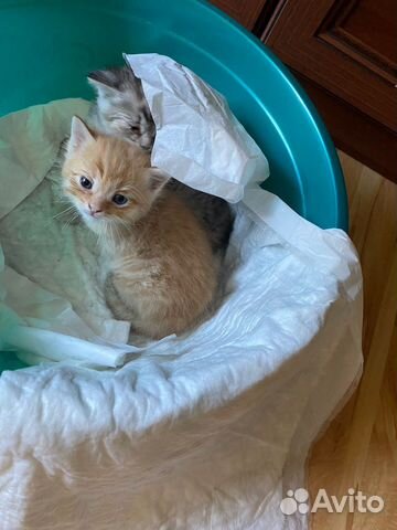 Котятки хотят домой