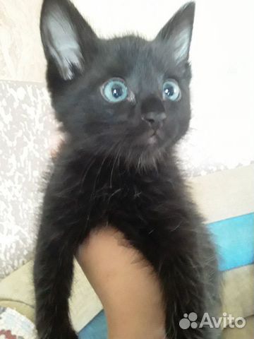 Котята мальчики (отдадим в хорошие руки)