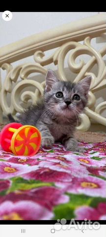 Котенок в добрые руки