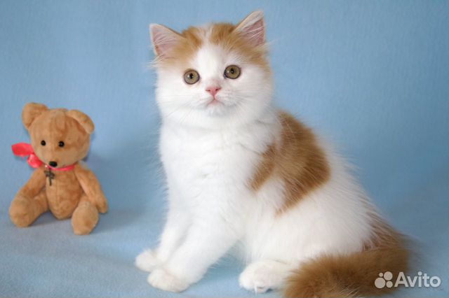 Хайленд страйт яркий мальчик