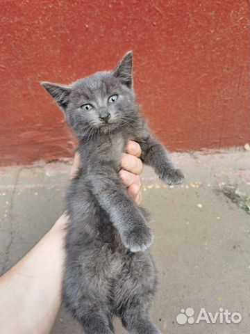 Серый котенок