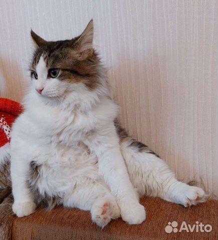 Пухляш - ласковый котёнок-подросток, 7 месяцев