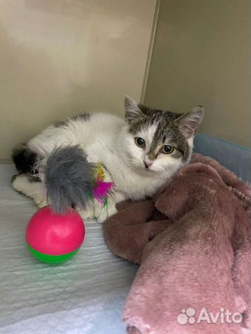 Кошка-зайчик в подарок на новый год