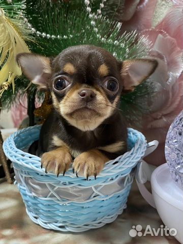 Крошка с ладошку мальчик чихуахуа