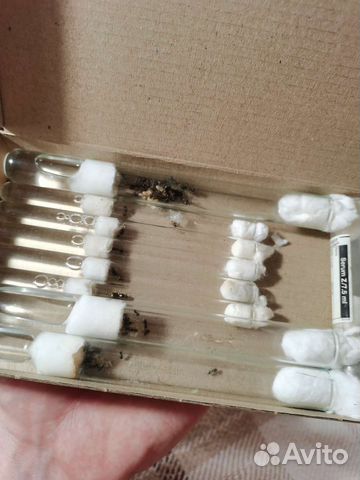 Муравьи Lasius niger и Lasius flavus