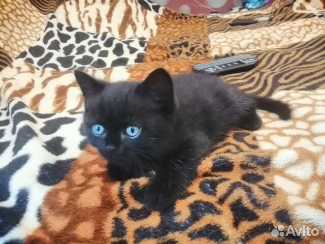 Шотландские котята