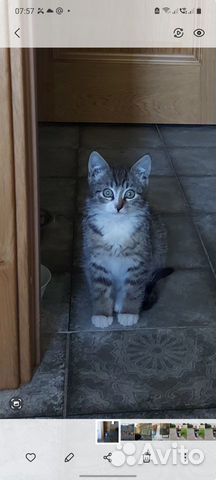Отдам котенка