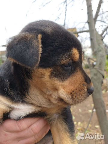 Щенок похожий на ротвейлера