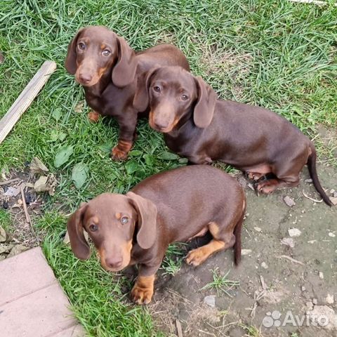 Высокопородные щенки таксы