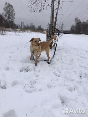 Чудная девочка из приюта ищет дом