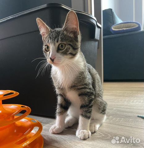 Котенок Риччи