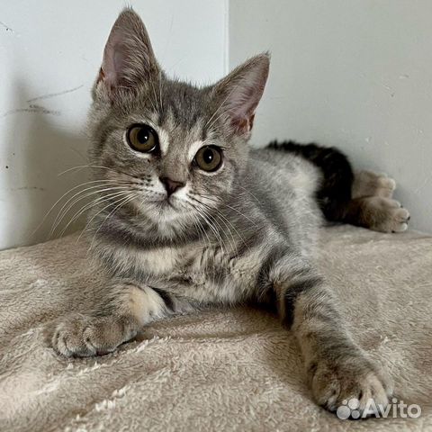 Котёнок Шеда ищет дом