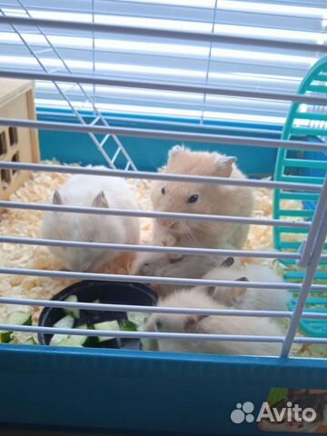 Сирийский хомяк