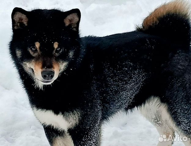 Сиба-ину щенок кобель