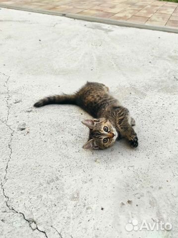 Замечательные котята