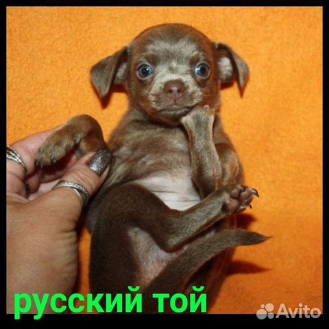 Лилушечка миниатюрная крошка