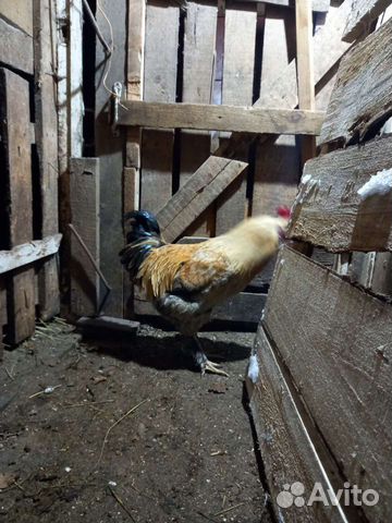 Петушок, большой, красивый, молодой