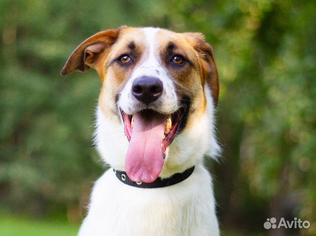 Рэми ищет дом