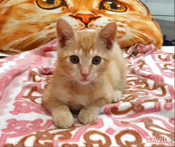 Малышка Сильва 2, 5 мес