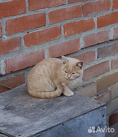 Котёнок персиковый девочка