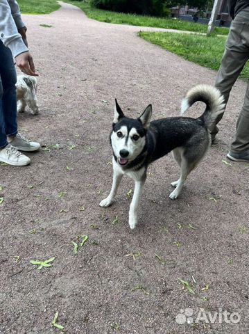 Щенки сибирской хаски потерялся