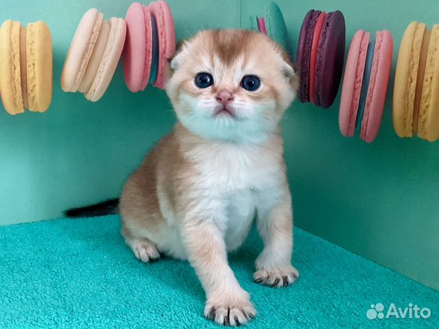 Шикарный Золотой котик Скоттиш фолд