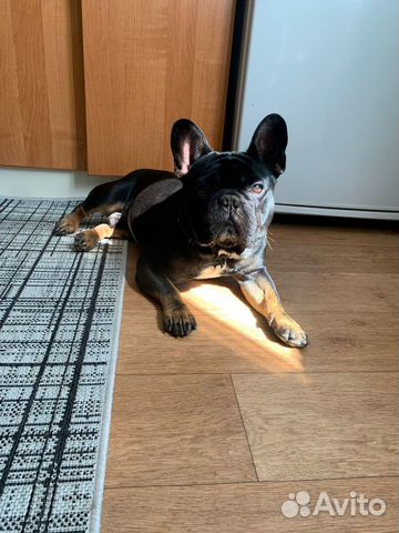 Вязка французкий бульдог