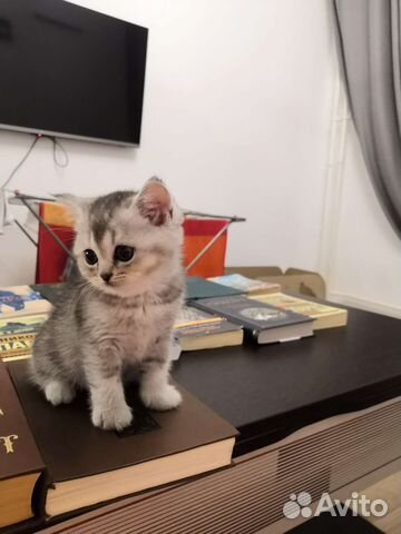 Шотландские котята