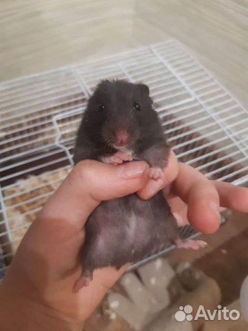 Сирийский хомяк