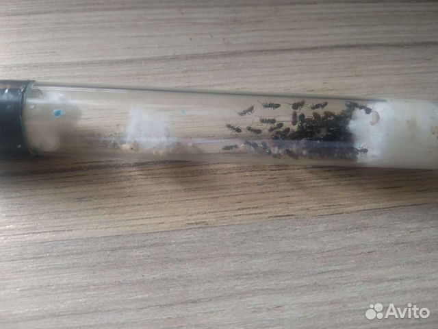 Lasius niger + белковый корм